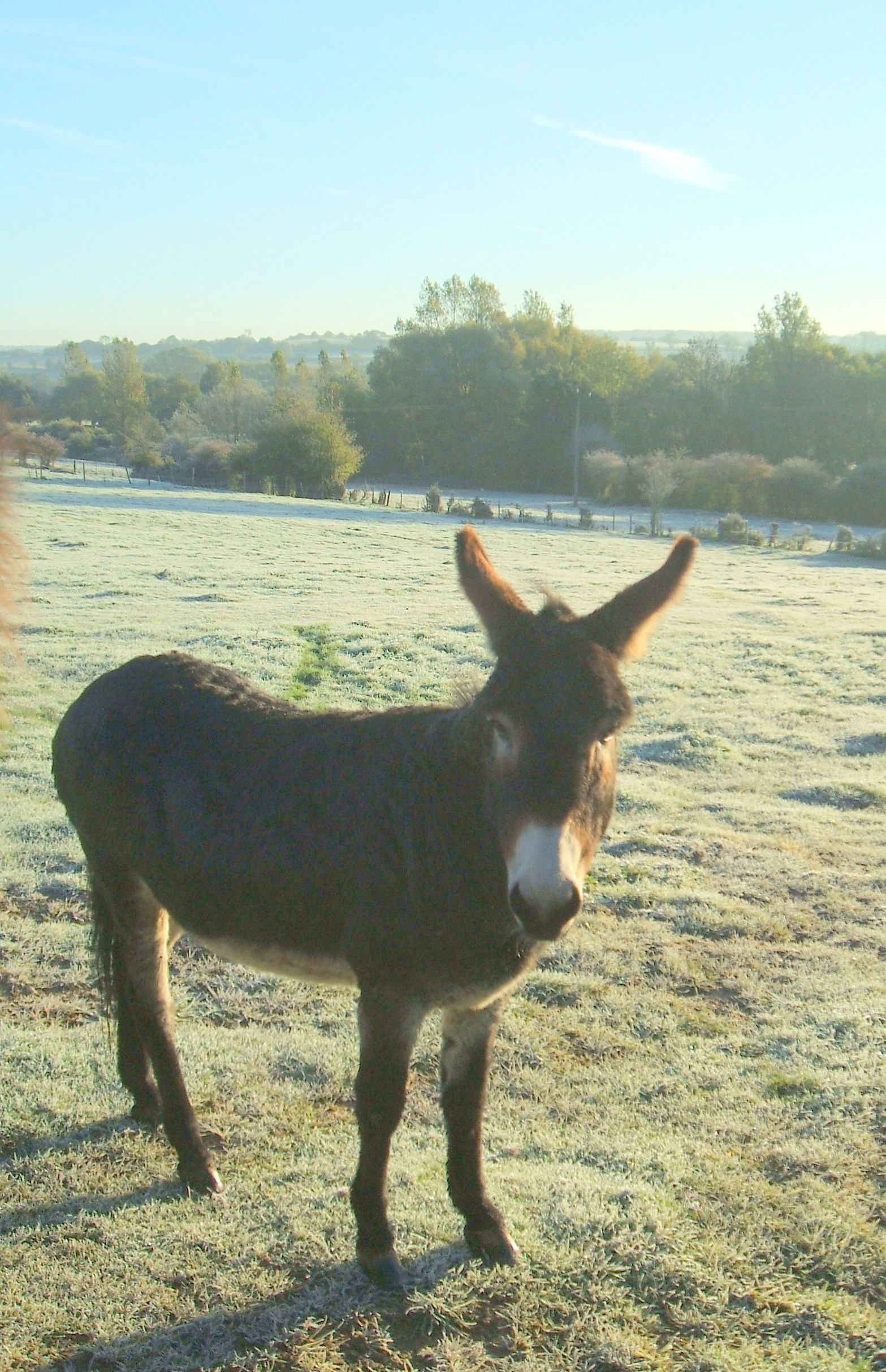Adopt a Donkey - Donkey Sanctuary - Unusual Gifts - Hampers | NEDDI