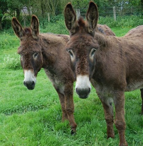 Adopt a Donkey - Donkey Sanctuary - Unusual Gifts - Hampers | NEDDI