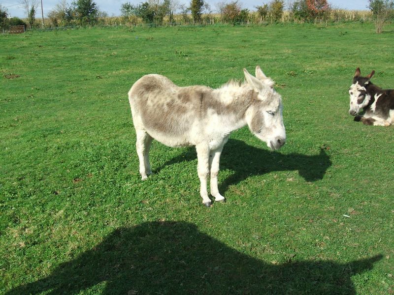 Adopt a Donkey - Donkey Sanctuary - Unusual Gifts - Hampers | NEDDI