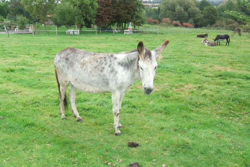 Adopt a Donkey - Donkey Sanctuary - Unusual Gifts - Hampers | NEDDI