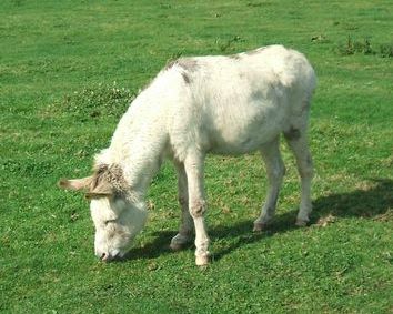 Adopt a Donkey - Donkey Sanctuary - Unusual Gifts - Hampers | NEDDI