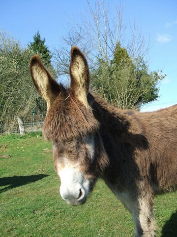 Adopt a Donkey - Donkey Sanctuary - Unusual Gifts - Hampers | NEDDI