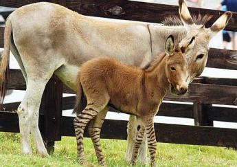 Zonkey Zoo Welcomes The Birth Of A Rare Cross Between A