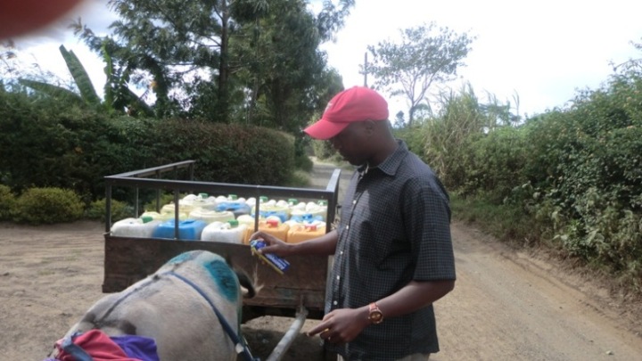 Our work with Kenyan working donkeys | NEDDI